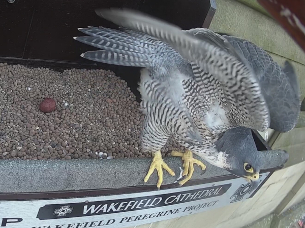The Wakefield Peregrine Project – The peregrine falcons of Wakefield ...